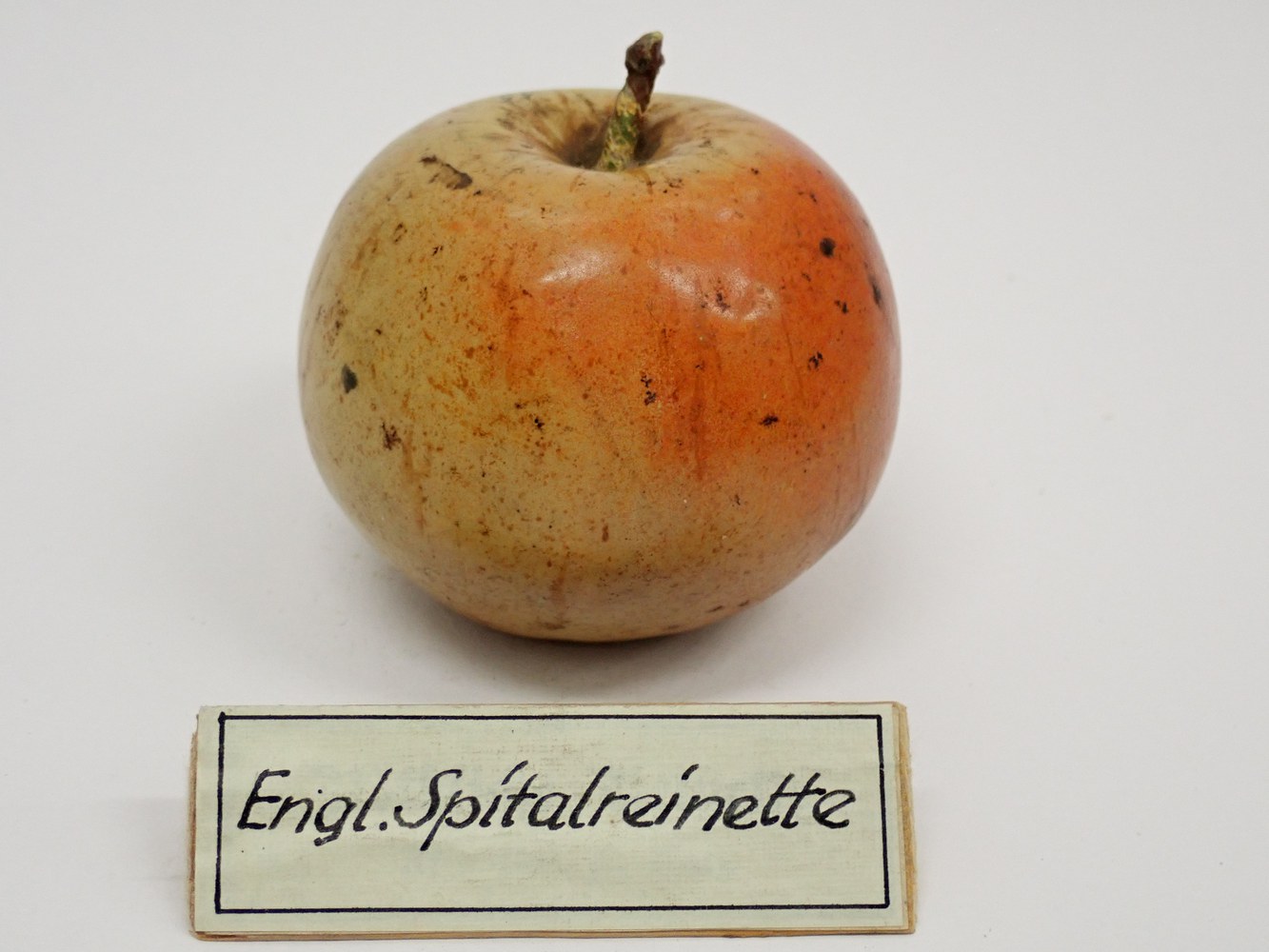 Renaissance of the Wrinkled Apple - Humboldt Labor